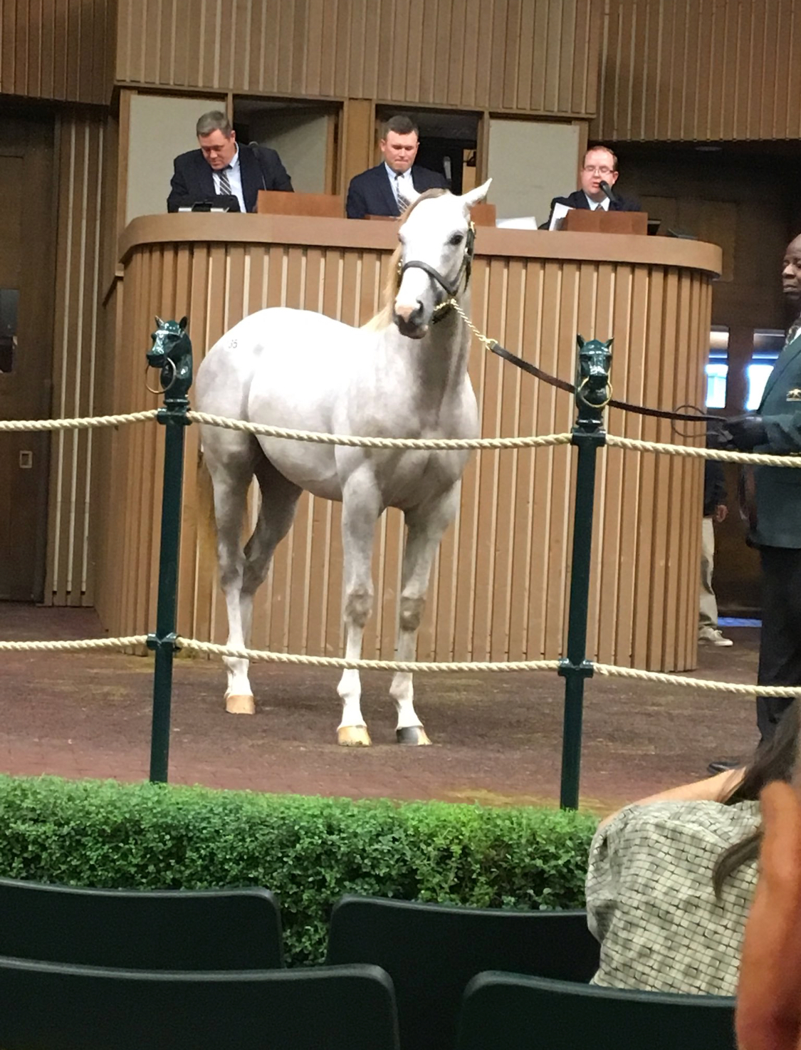 Understanding The Pinhooking Process - Past The Wire