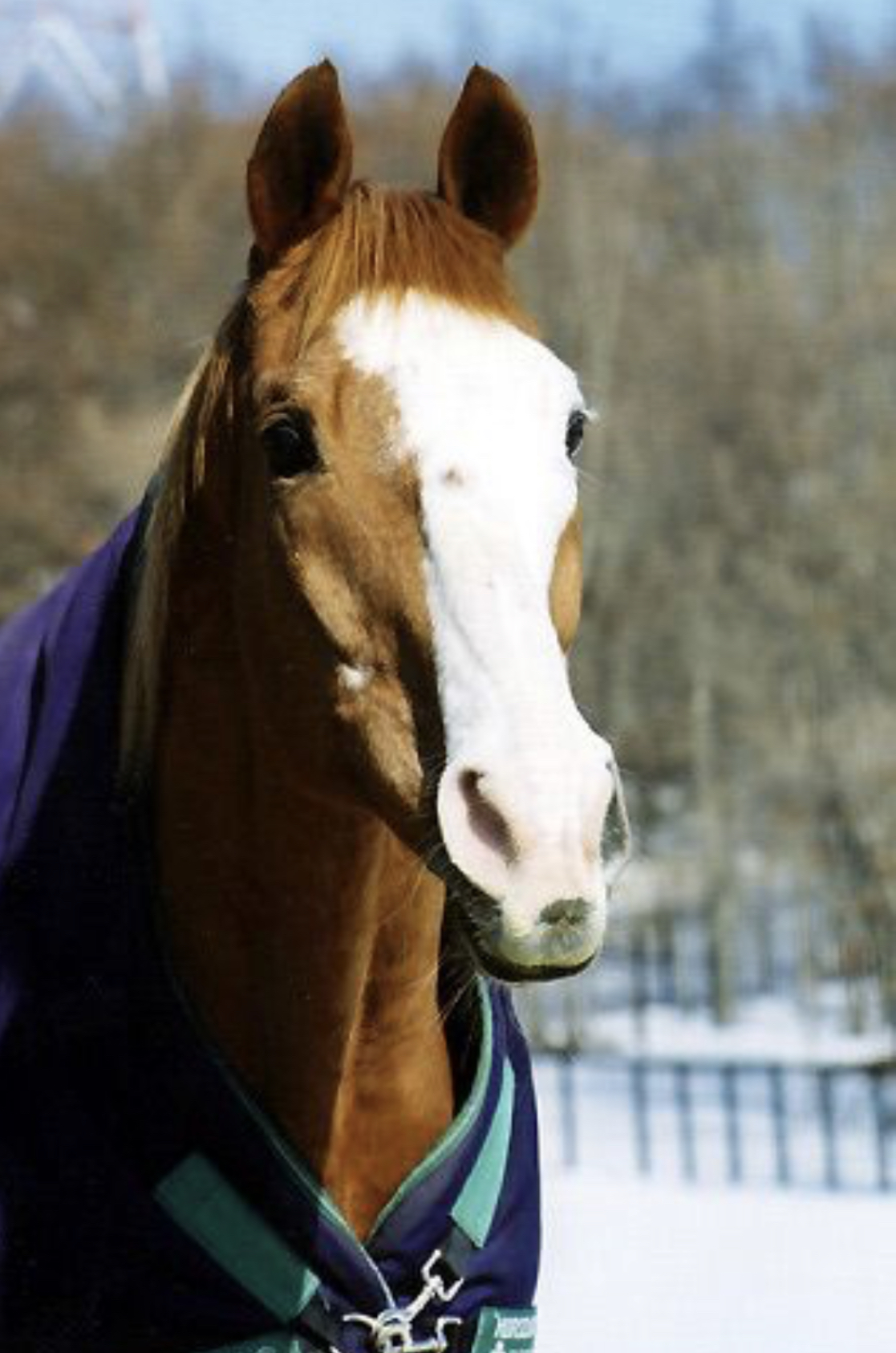 Stallion Dynasties: Northern Taste - Past The Wire