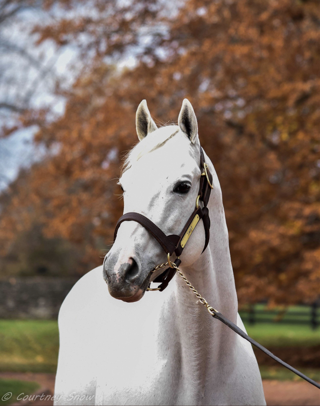 Native Dancer’s Legacy Lives On - Past The Wire