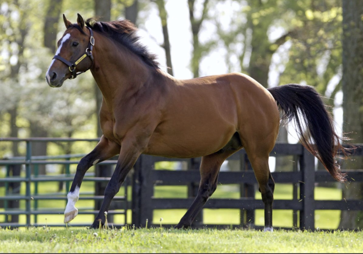 Into Mischief, The Number One Stud in America - Past The Wire