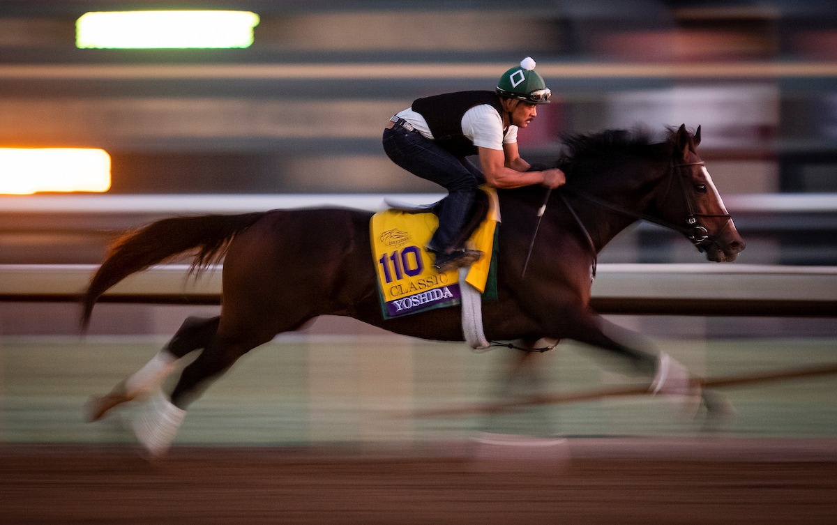 Yodisha And Elate Stretch Their Legs for The BC Classic - Past The Wire