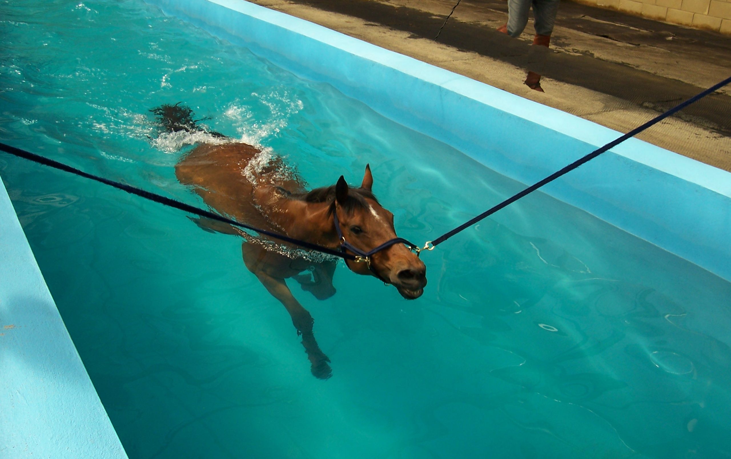 Equine Hydrotherapy - Past The Wire
