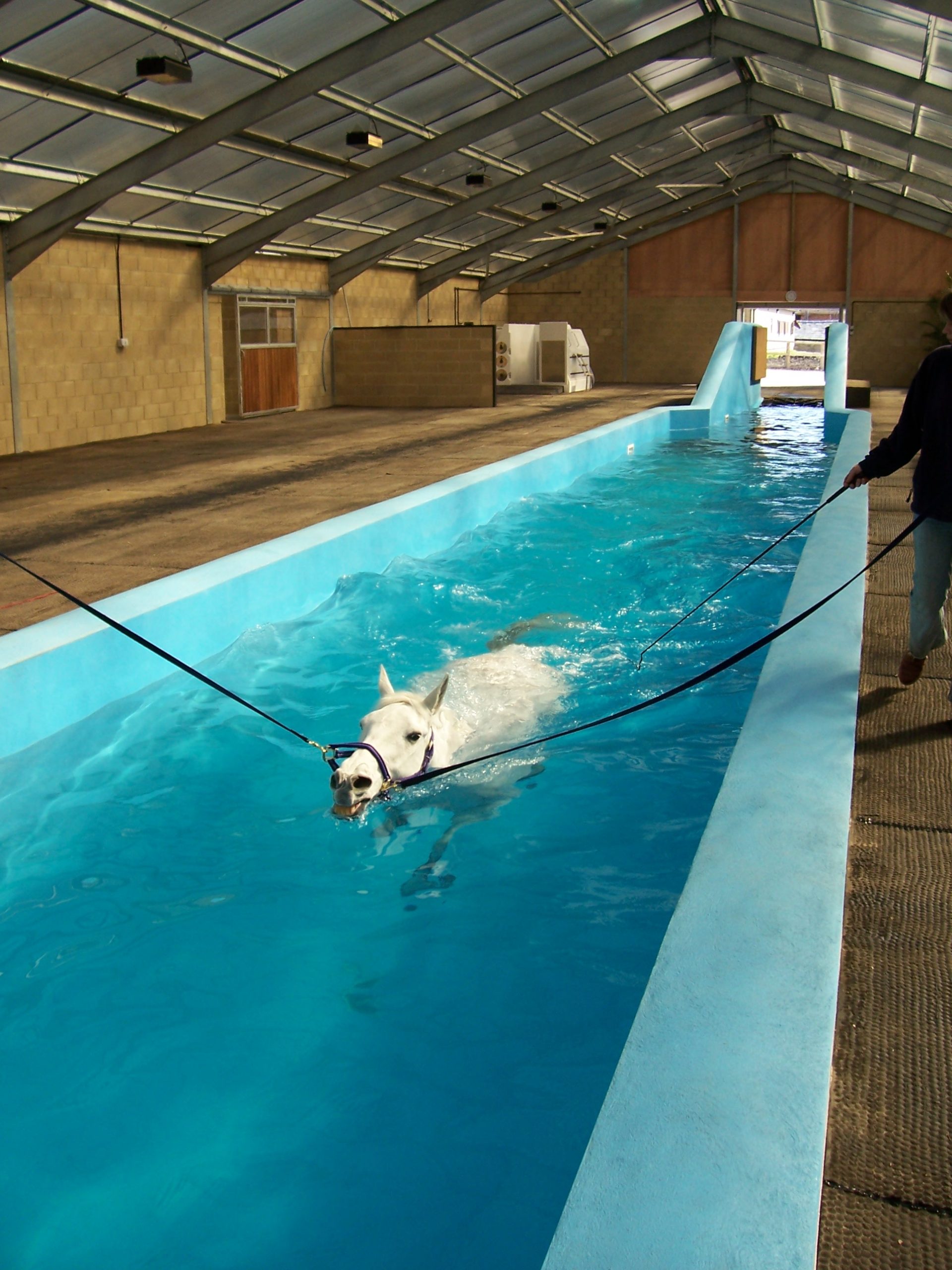 Equine Hydrotherapy - Past The Wire