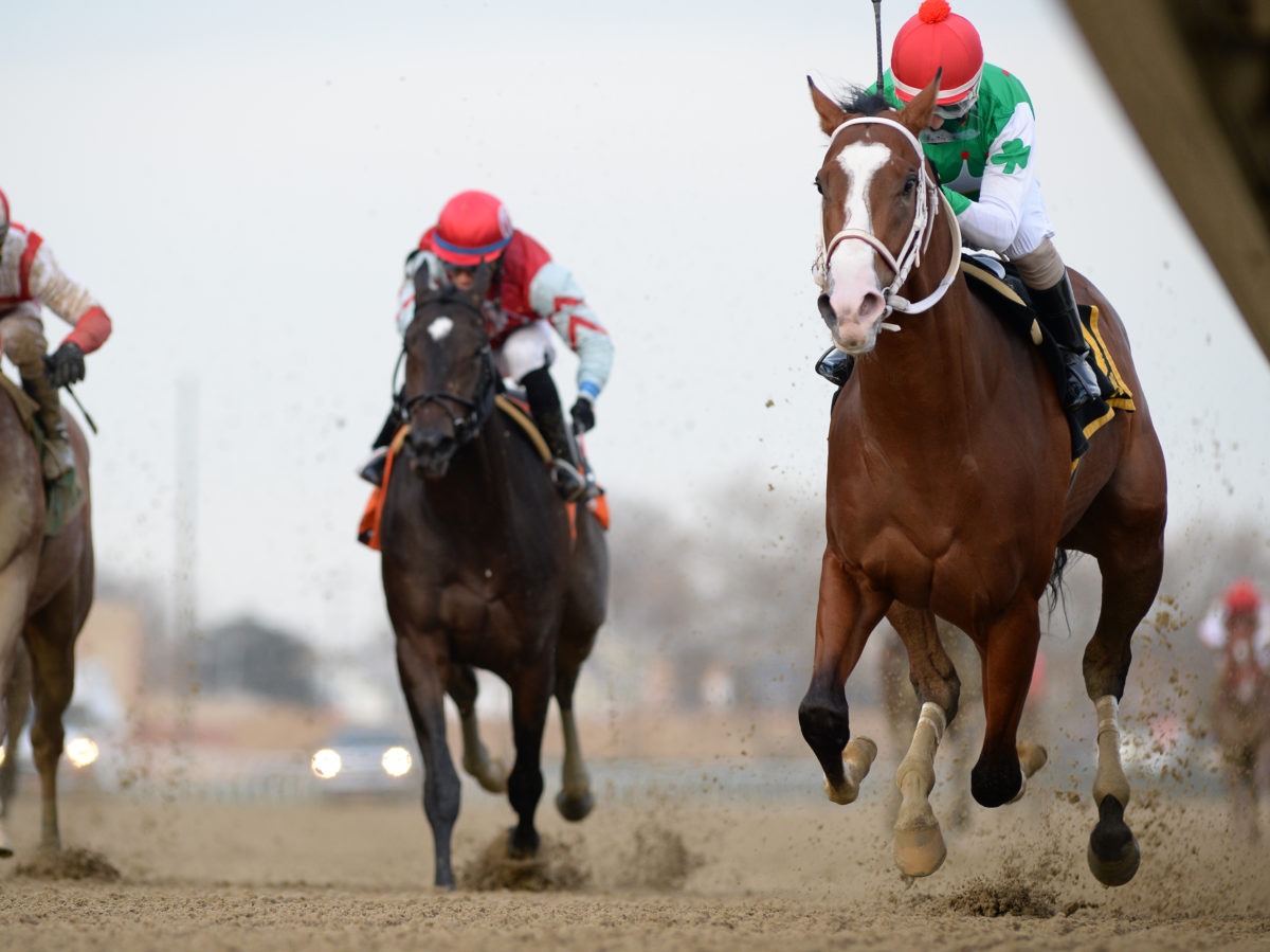 First mare bred to Maximus Mischief checks in foal - Past The Wire