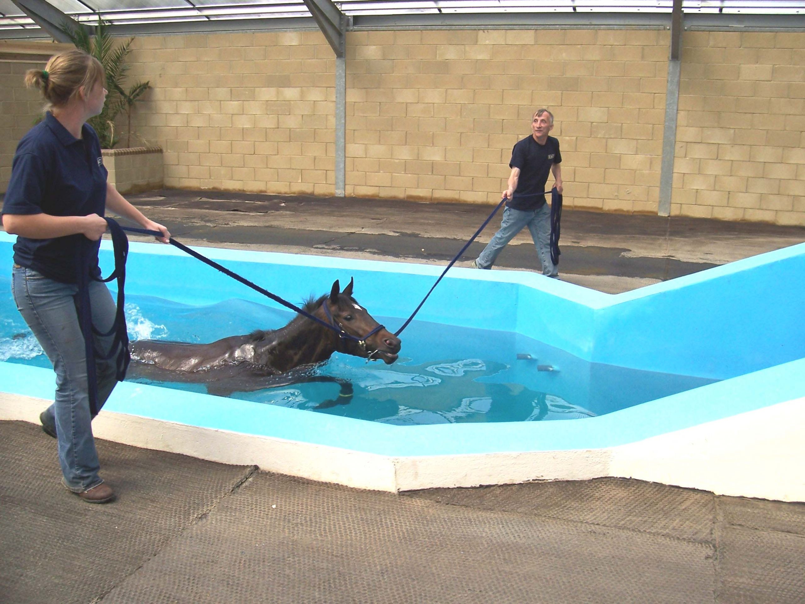 Why you should be swimming your racehorses - Past The Wire