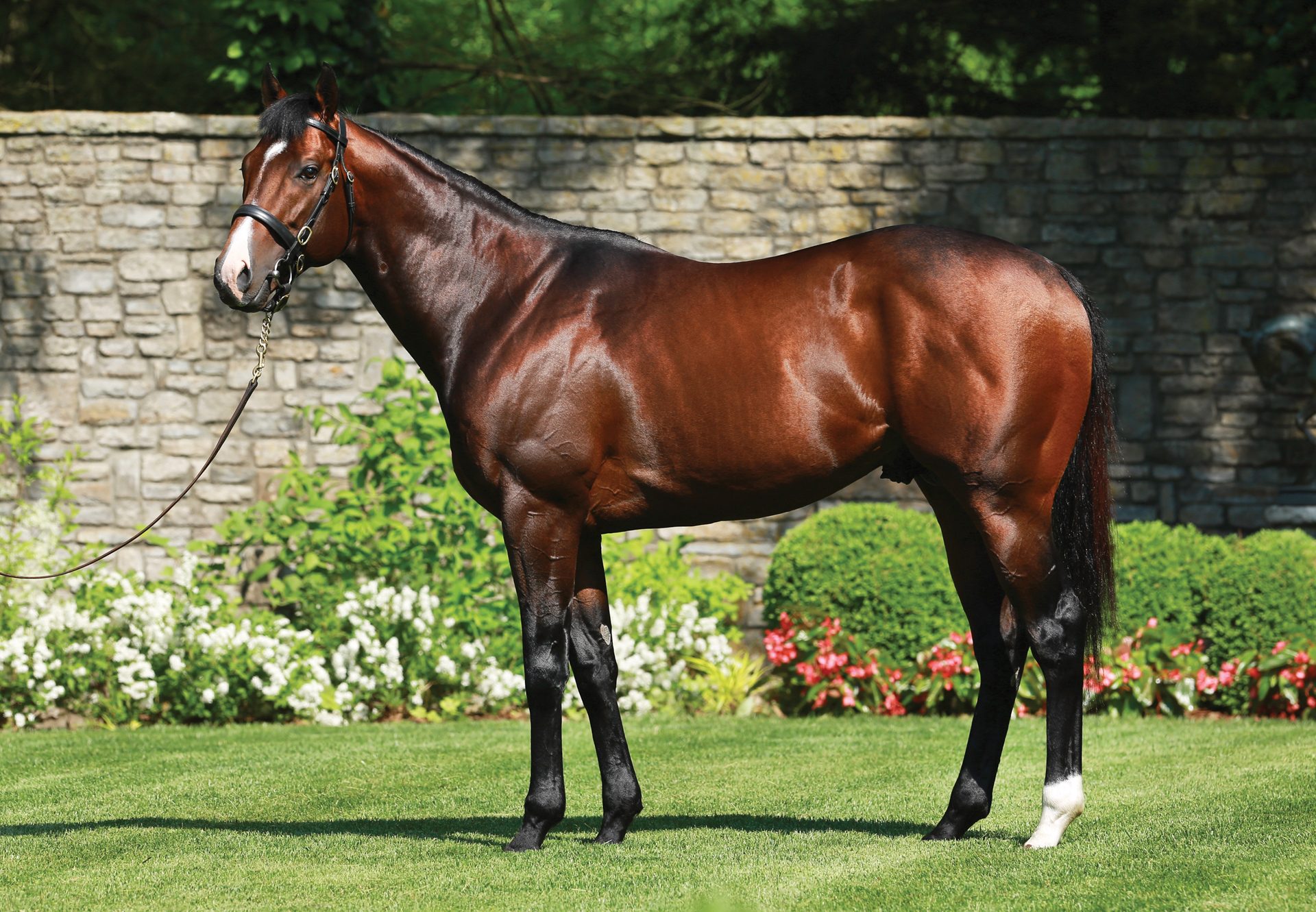 Classic Empire Colt Leads Final Fasig-Tipton Session - Past The Wire