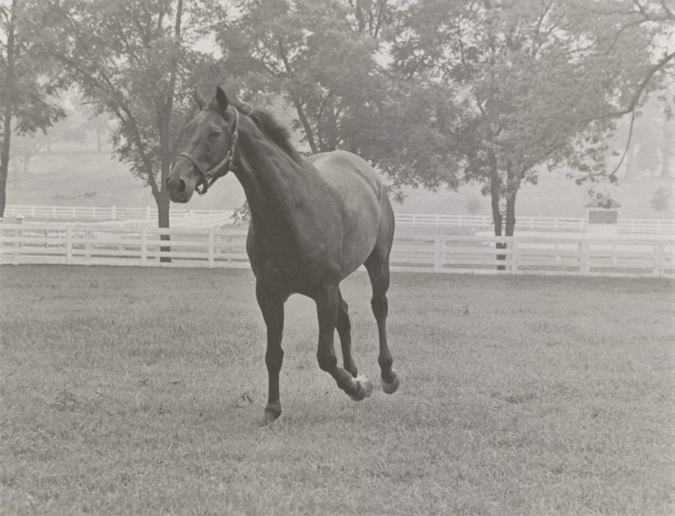 Weight Makes the Race: Forego, a Titan of the Track - Past The Wire