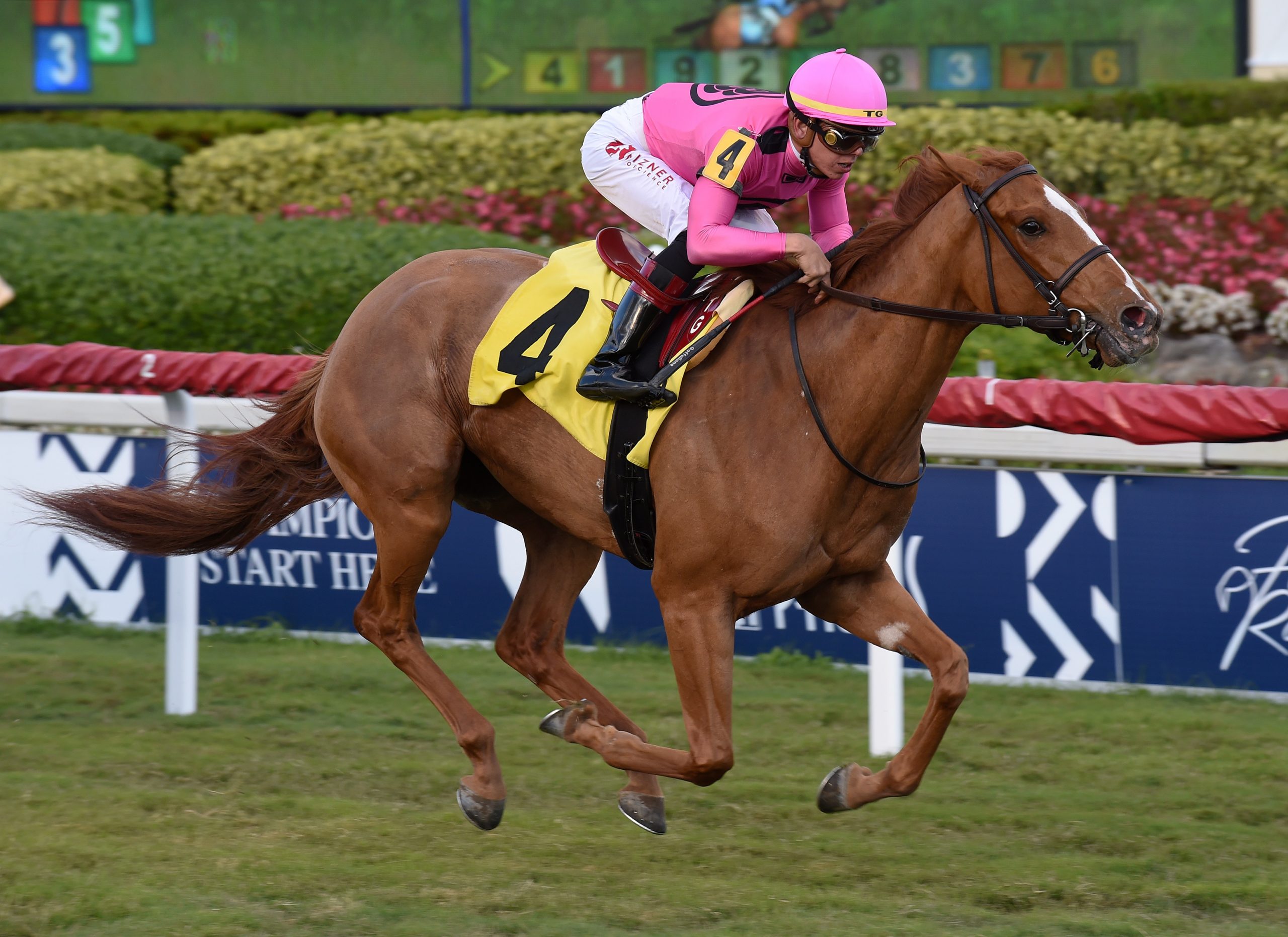 G1 winner Got Stormy opens final season in Honey Fox (G3) - Past The Wire