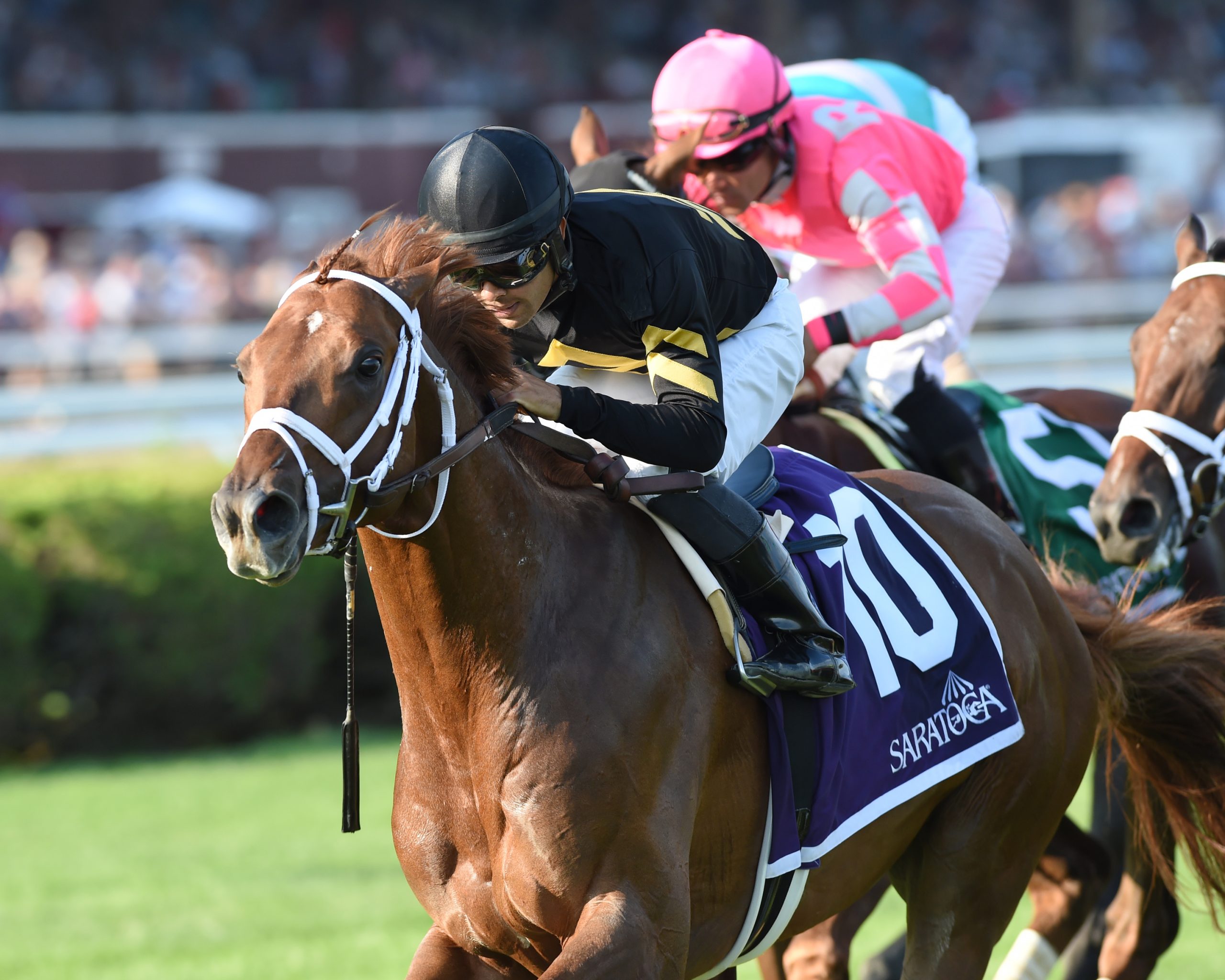 Hill confident in another successful season with Champion Turf Male ...