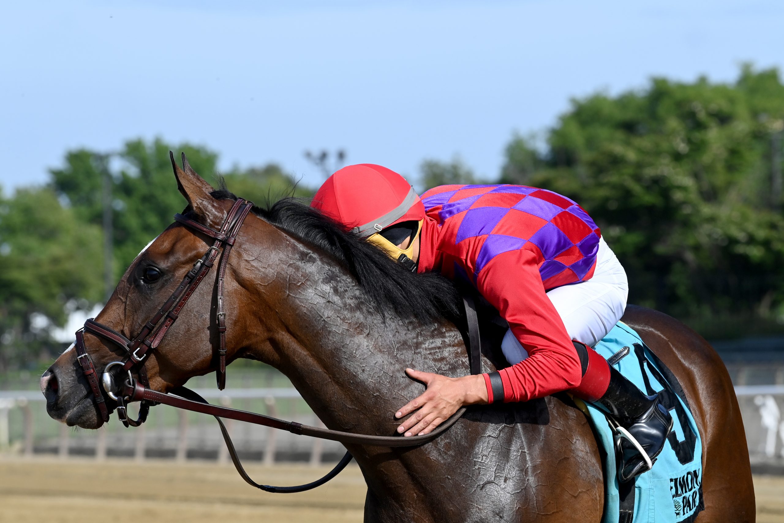 Runaway Rumour faces loaded field in Winter Memories - Past The Wire