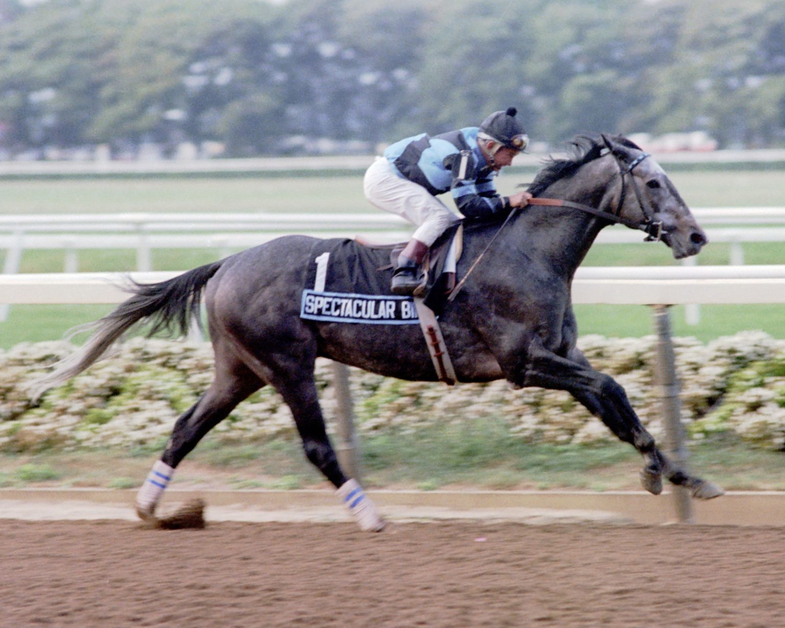 Is Spectacular Bid One of the Greatest Ever? - Past The Wire