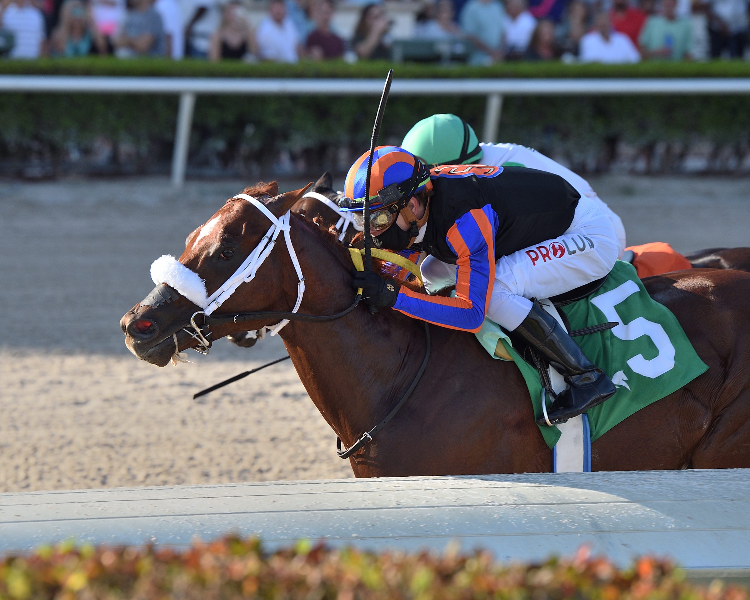 Drain the Clock returns in Gulfstream Park Sprint - Past The Wire