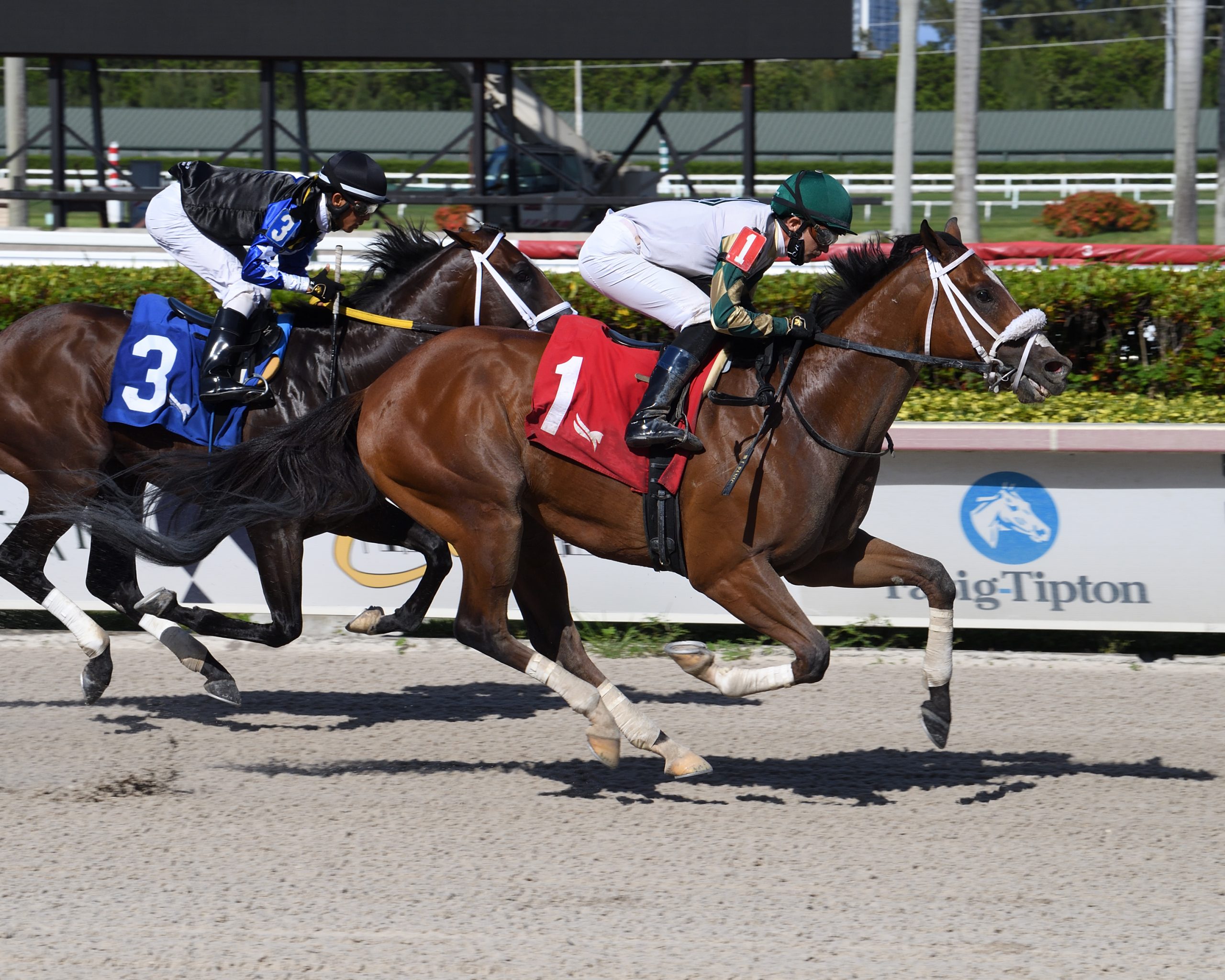 Graded Winners Among $100,000 Deputed Testamony Nominees - Past The Wire