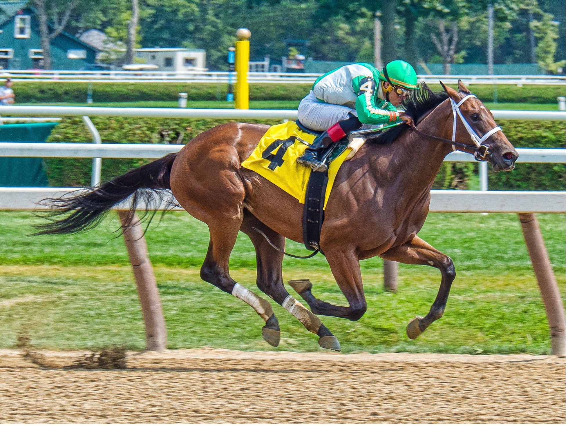 7 Important Tips For Breeding A Racehorse - Past The Wire