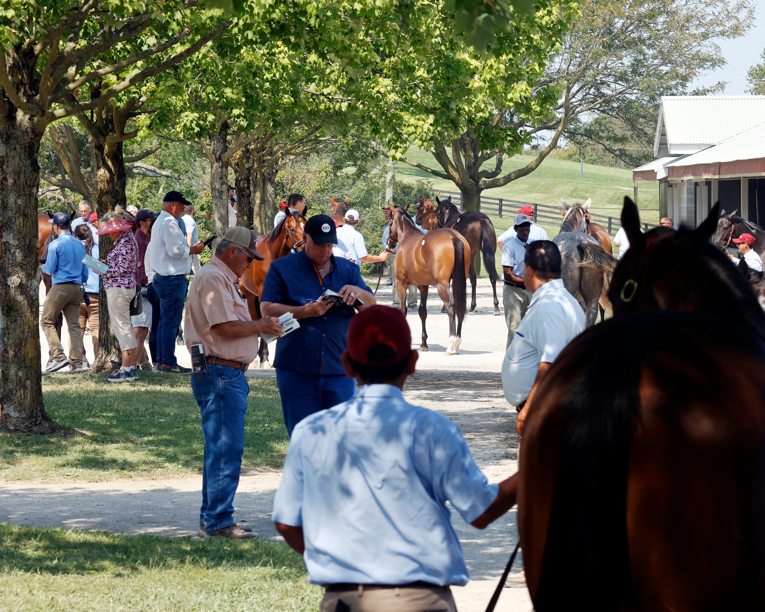 Gun Runner Filly Supplemented to Keeneland September Yearling Sale ...