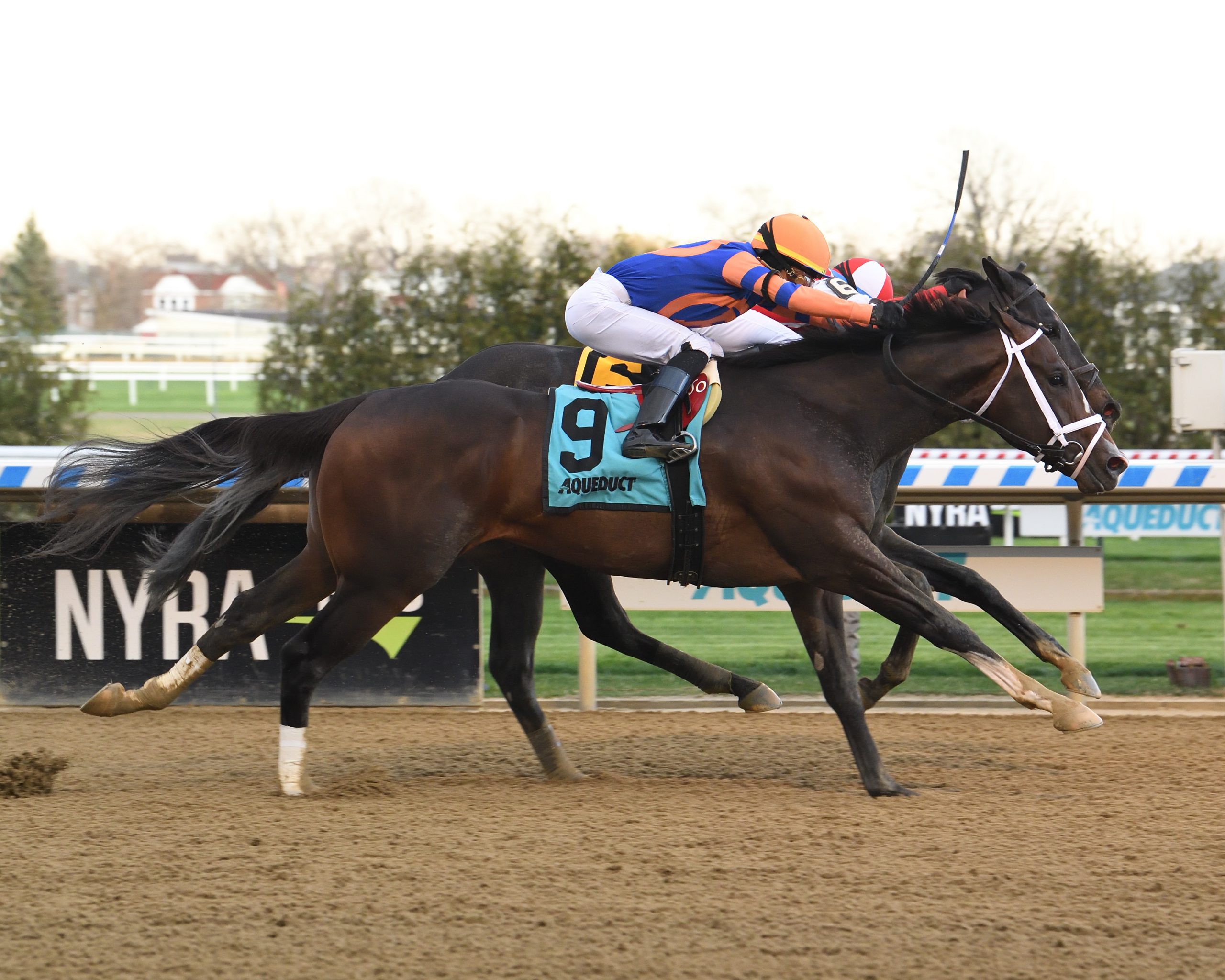 Wit Tries Turf in G2 National Museum of Racing Hall of Fame - Past The Wire