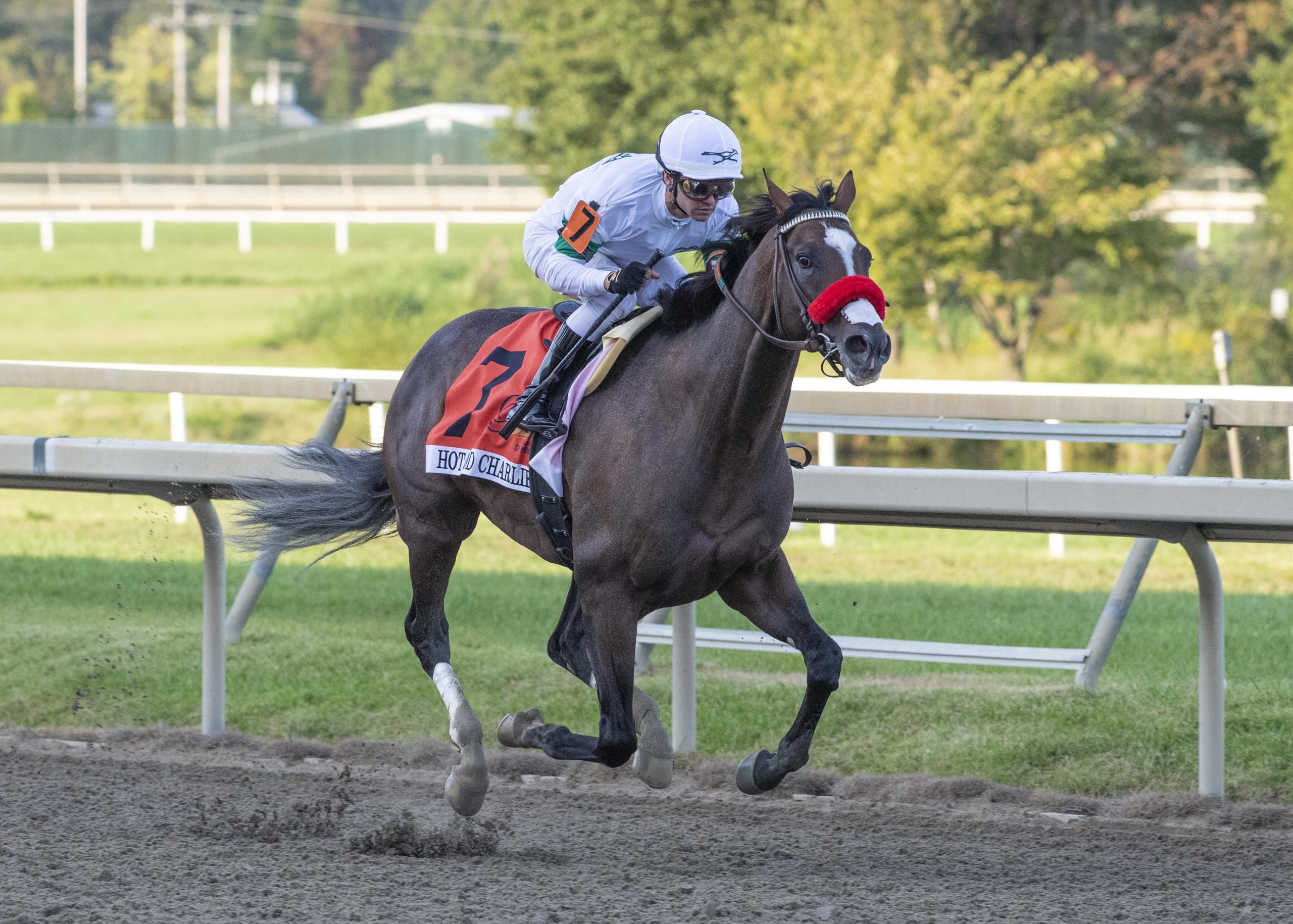 Gaffalione Beaming After Work by Hot Rod Charlie - Past The Wire