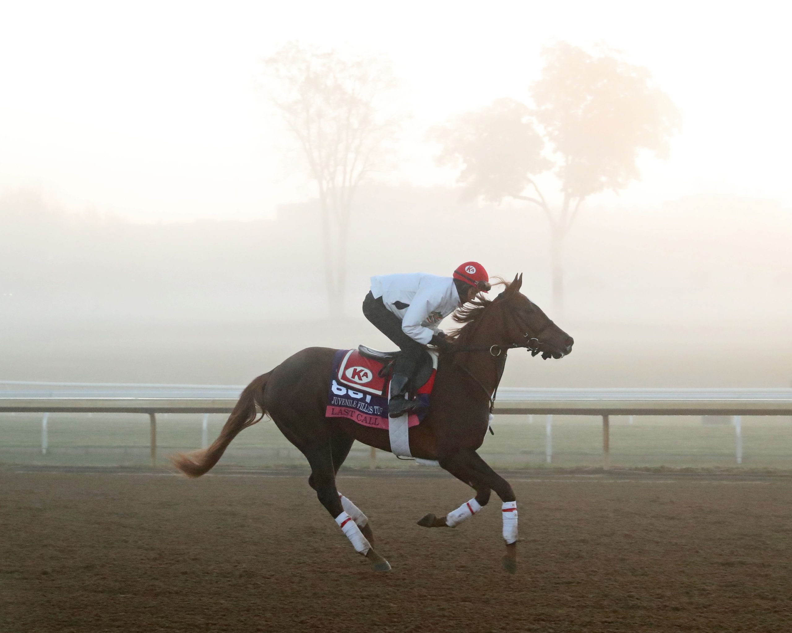 Last Call, A Different Kind of BC Horse - Past The Wire