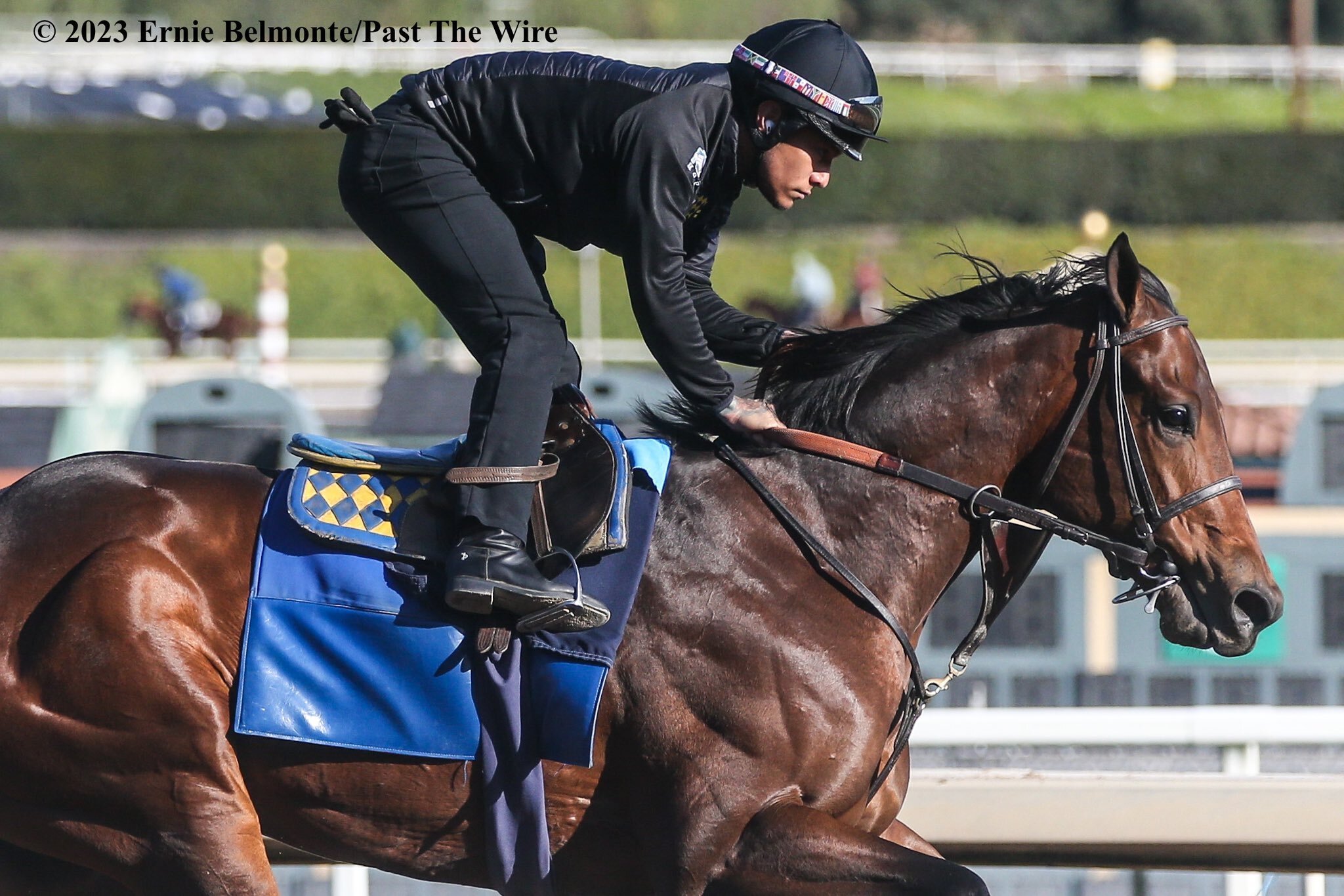 How Special Is Arabian Knight? - Past The Wire
