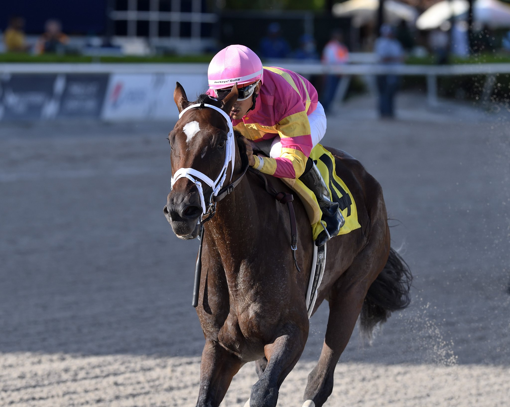 Avow changing surfaces in Sunshine F&M Turf - Past The Wire