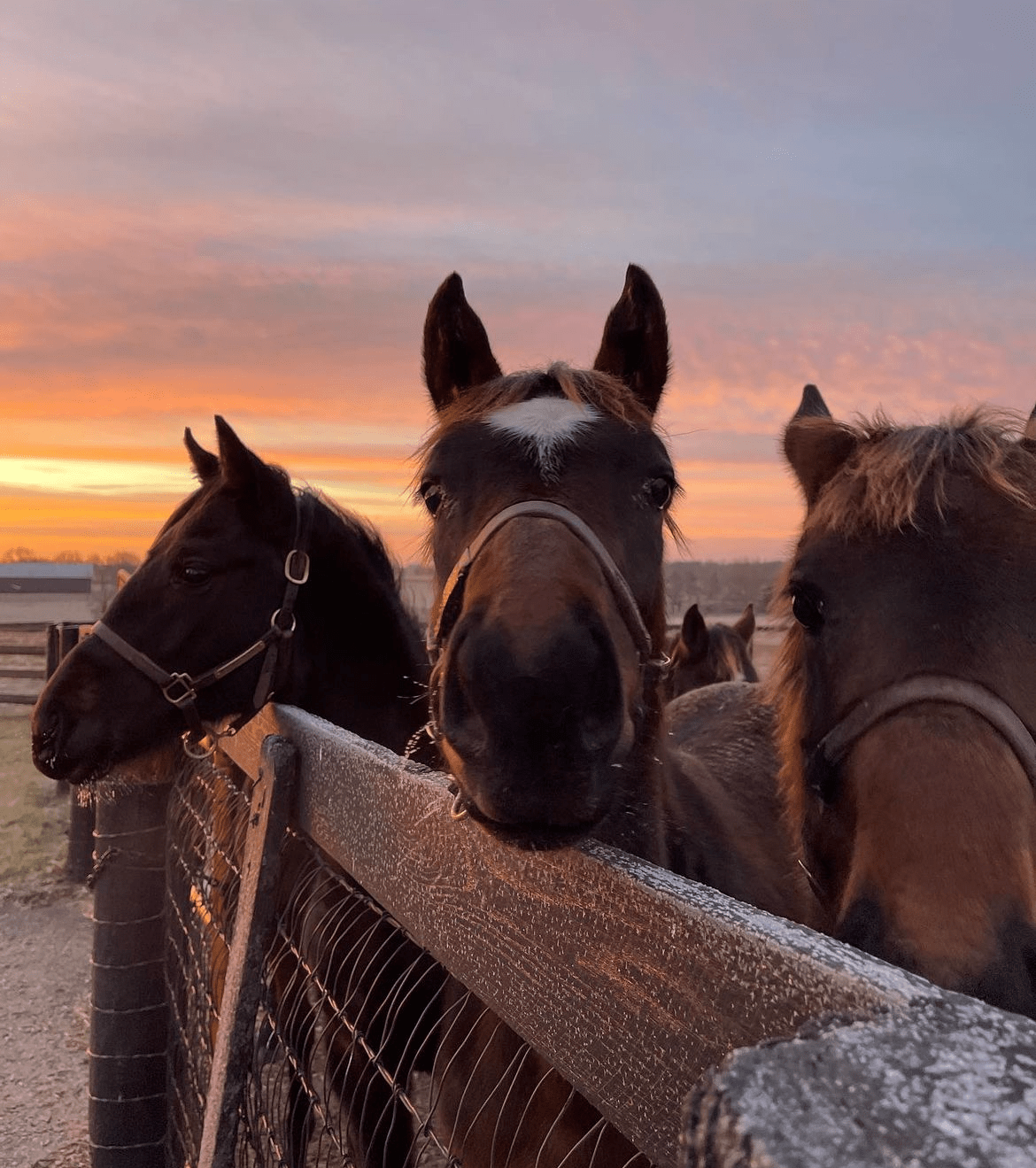 Catch up with Claiborne Farm in January - Past The Wire