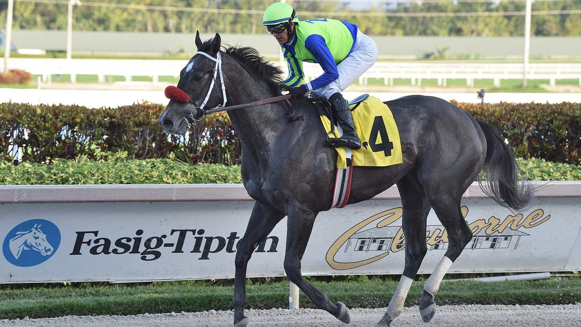 Dreaming of Kona Wins Mucho Macho Man via DQ - Past The Wire