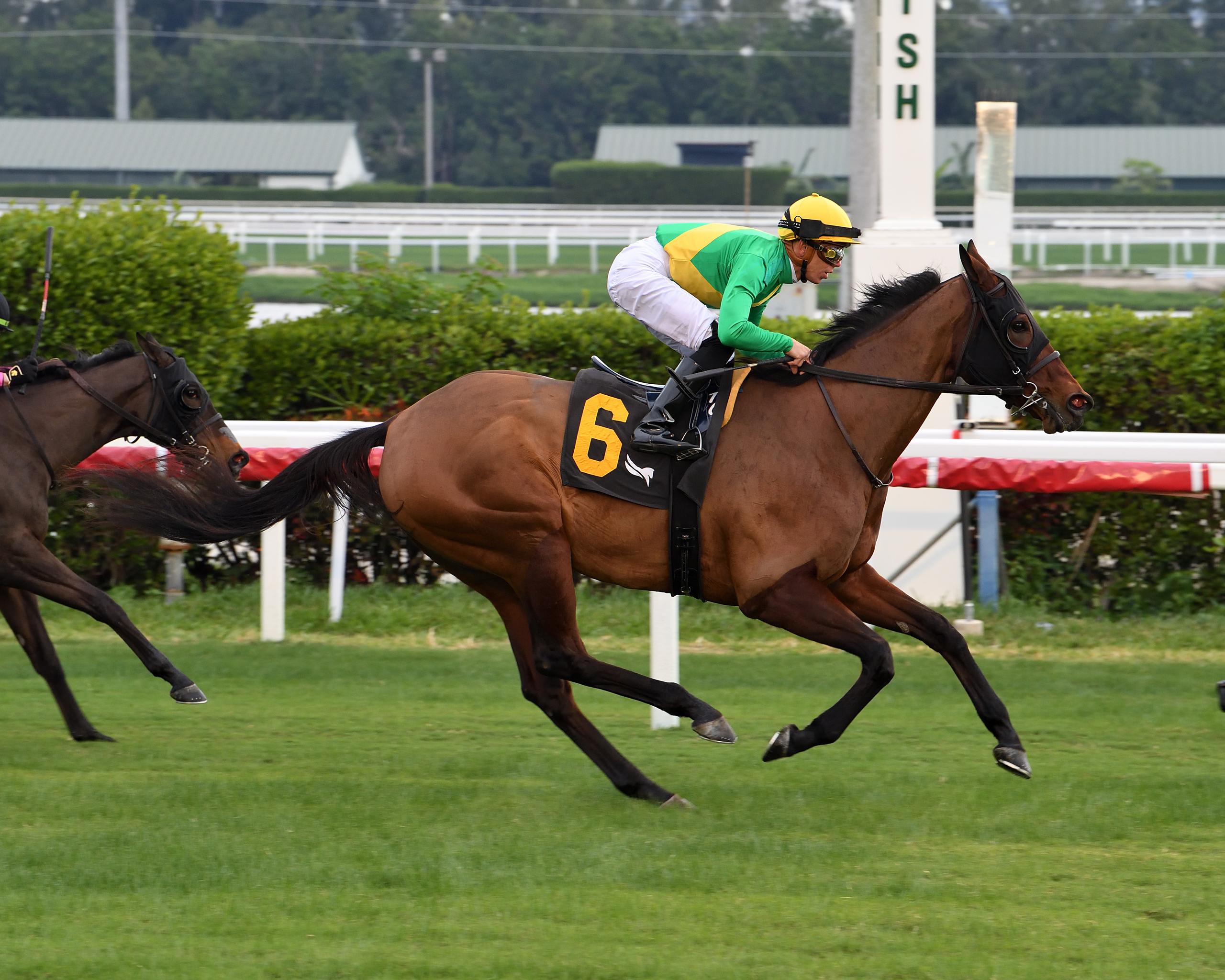 Miss J McKay, Imagery Meet Again in Ladies Turf Sprint - Past The Wire