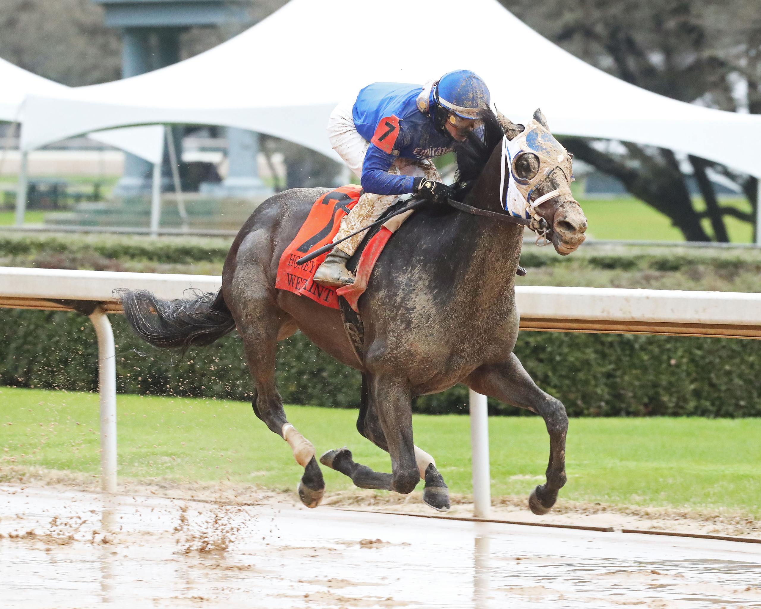 Wet Paint Blazes Wet Track for GIII Honeybee Victory - Past The Wire