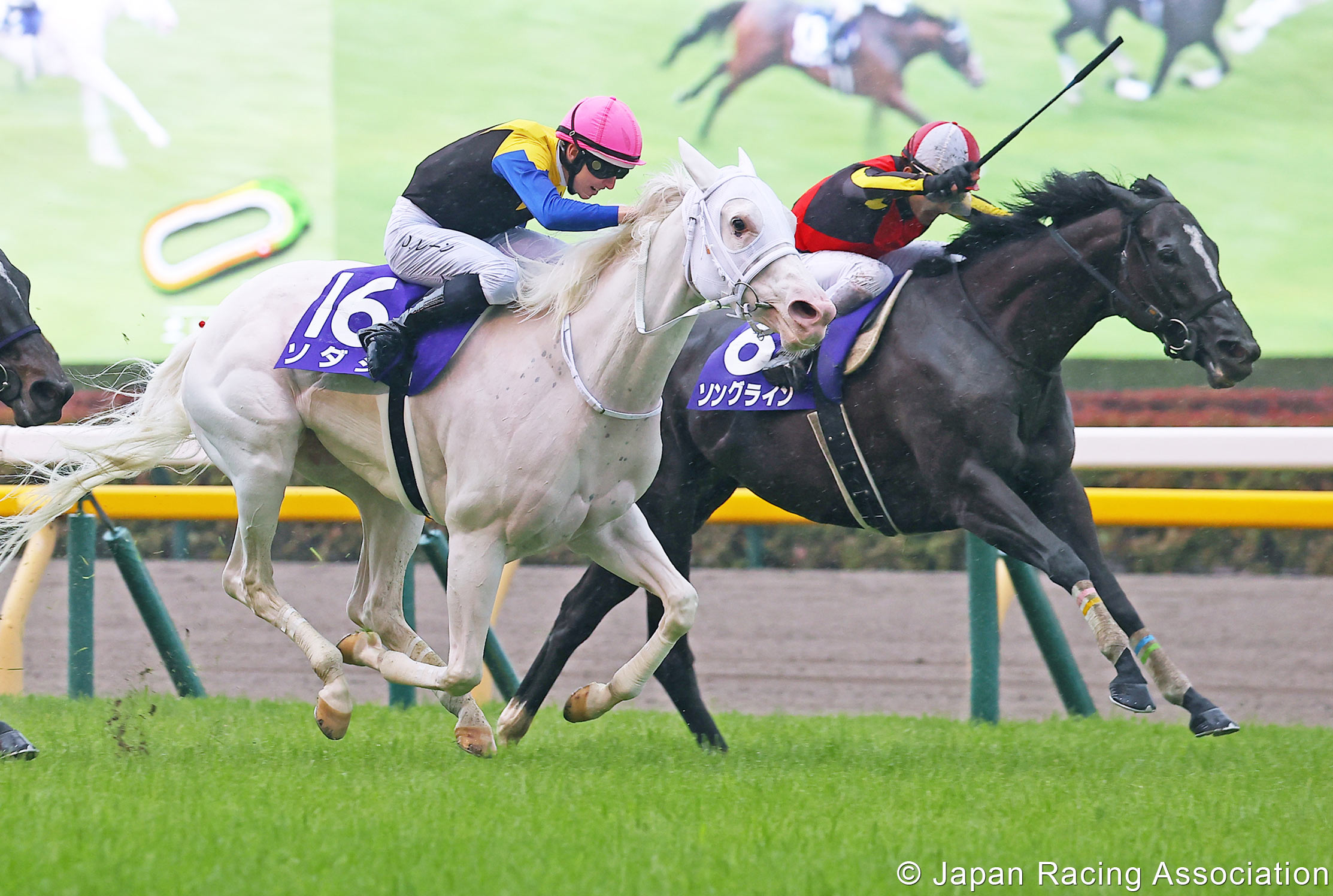 Sodashi and Songline Renew Rivalry in Yasuda Kinen - Past The Wire