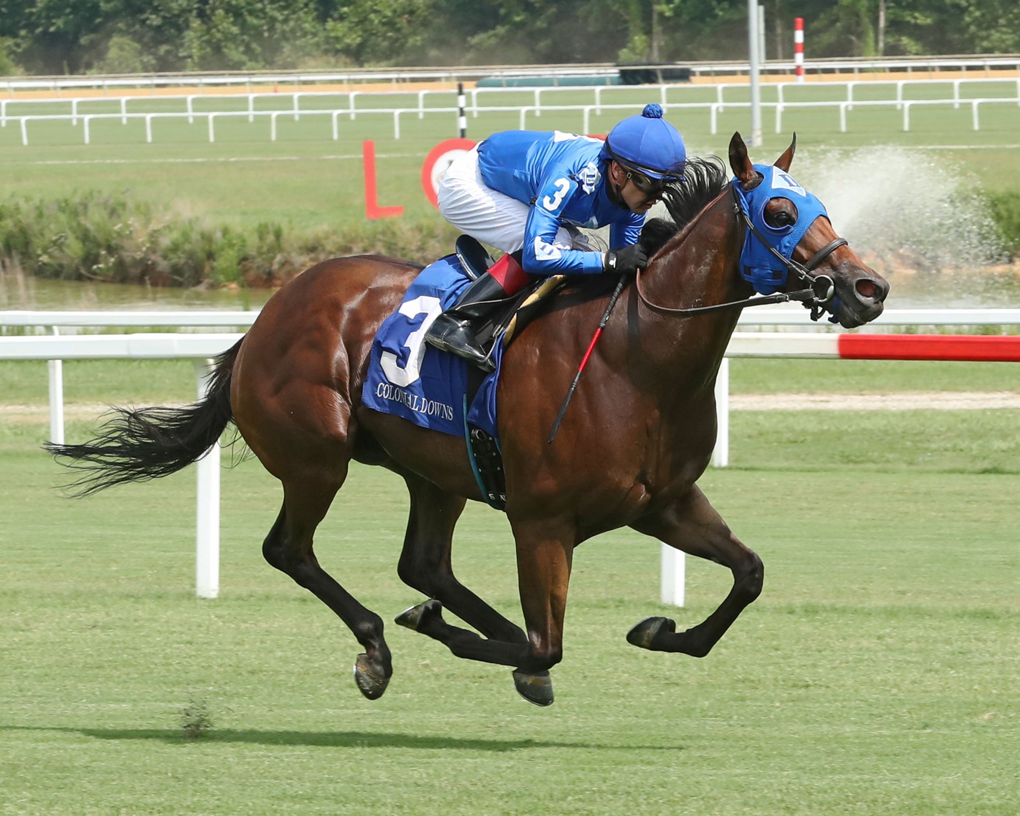 Determined Kingdom Dominates Punch Line Stakes - Past The Wire