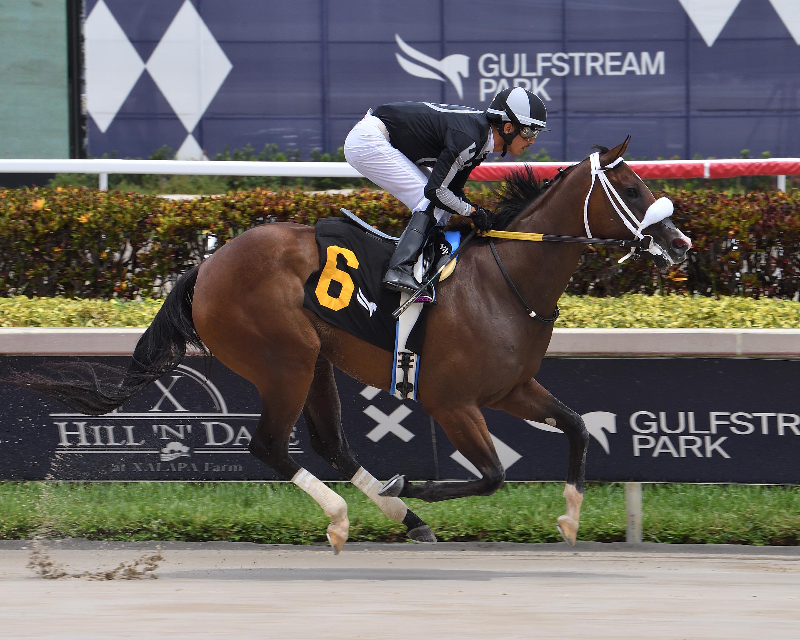 R Harper Rose Expected To Blossom in $100K Desert Vixen - Past The Wire