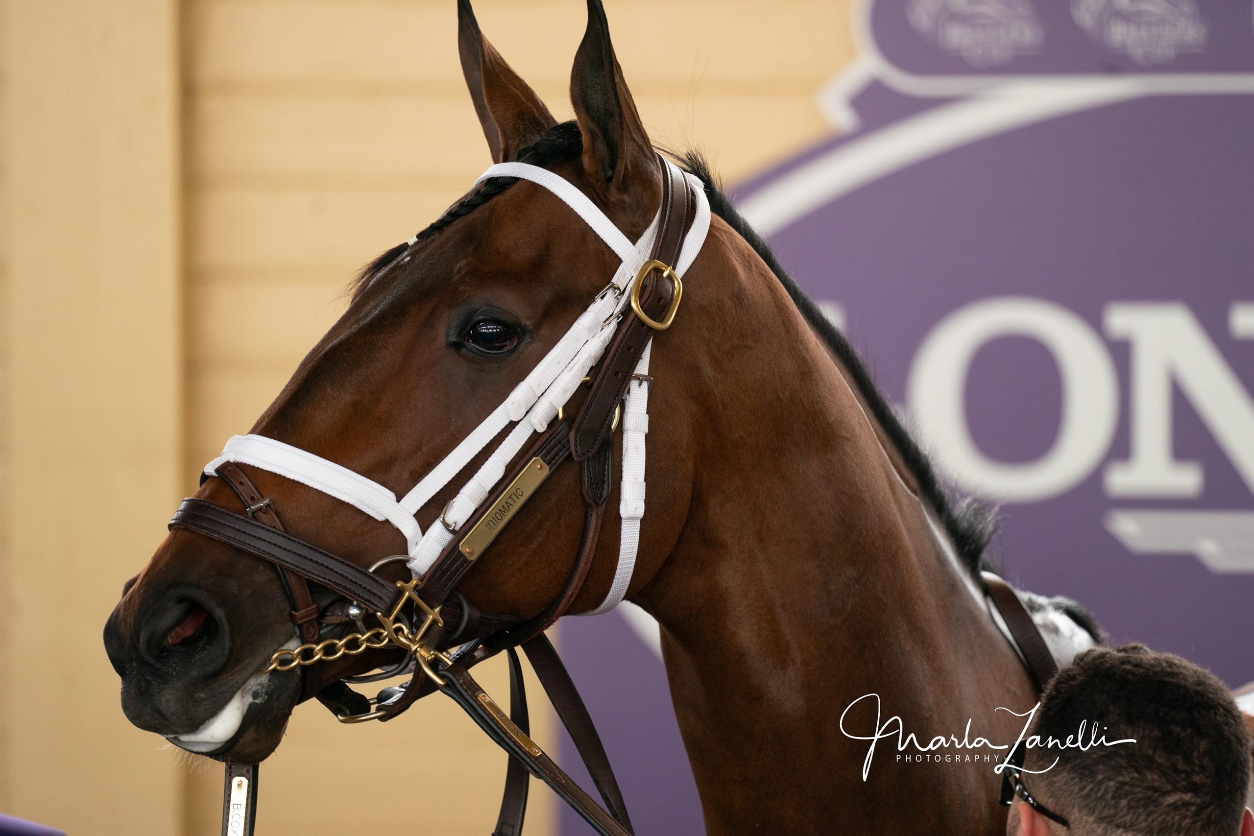 Horse of the Year - Past The Wire