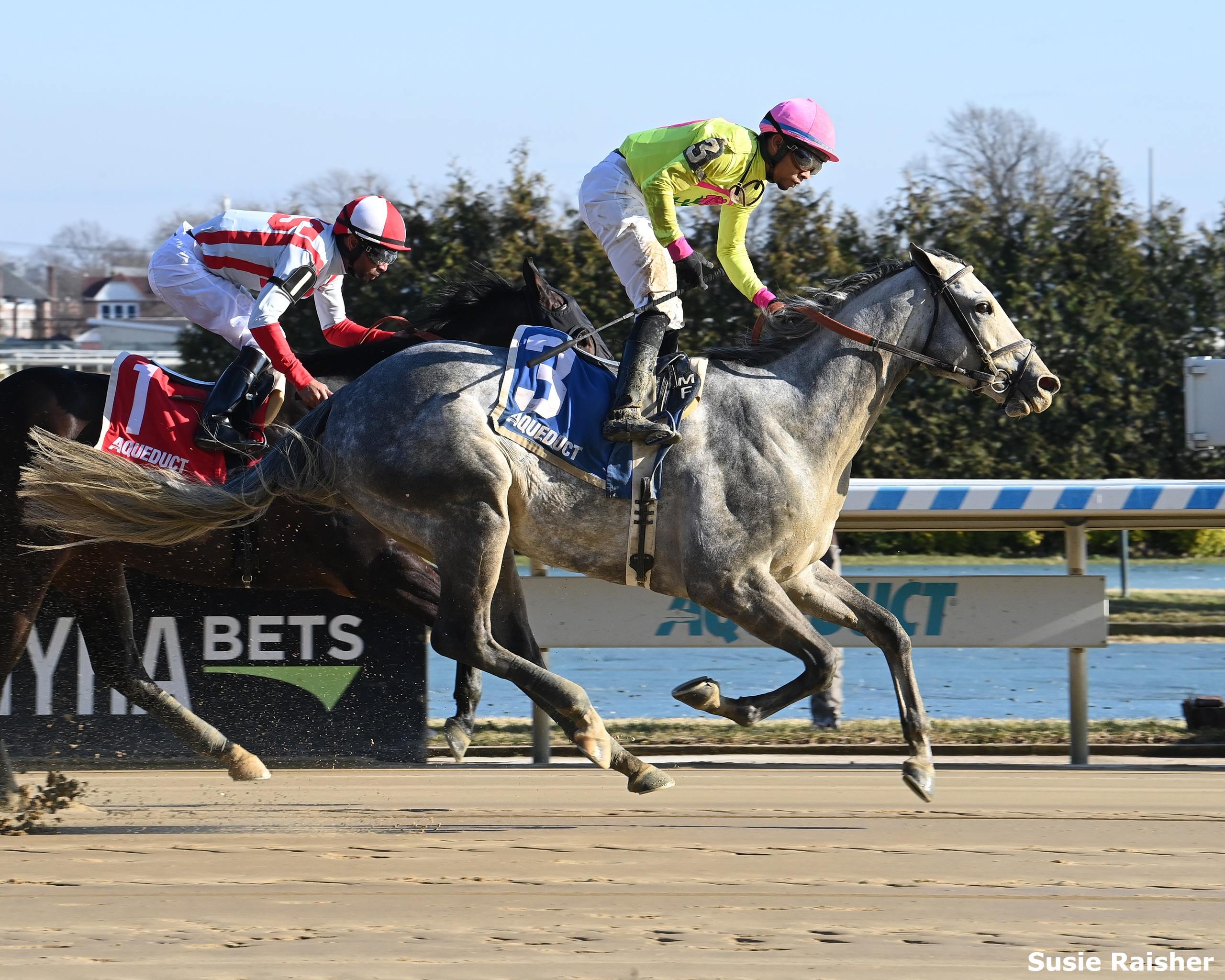 Dr Ardito Seeks Fourth Stakes with Haynesfield - Past The Wire