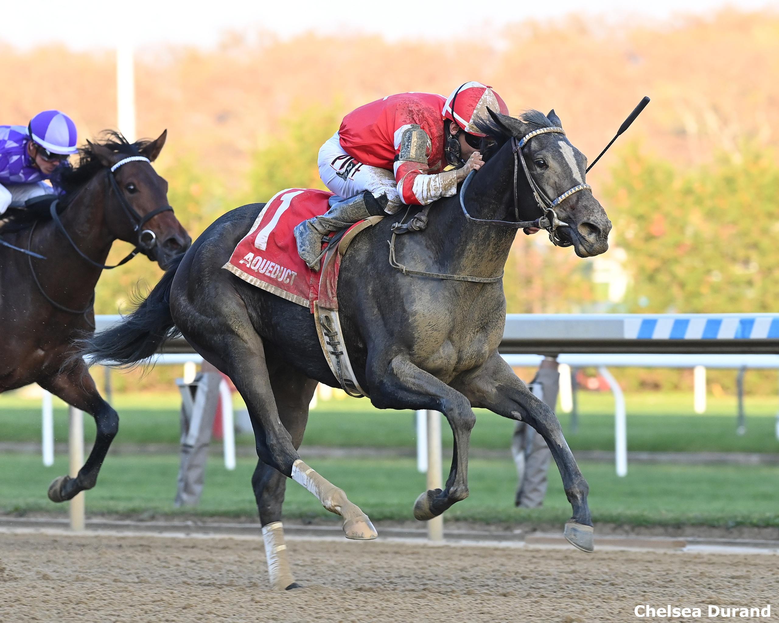 Shimmering Allure Spies Oaks Through Busanda - Past The Wire