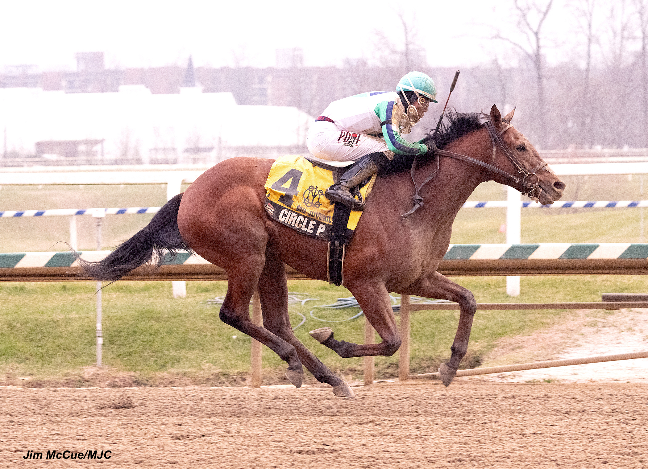 Circle P Chasing Second Stakes in Star de Naskra - Past The Wire