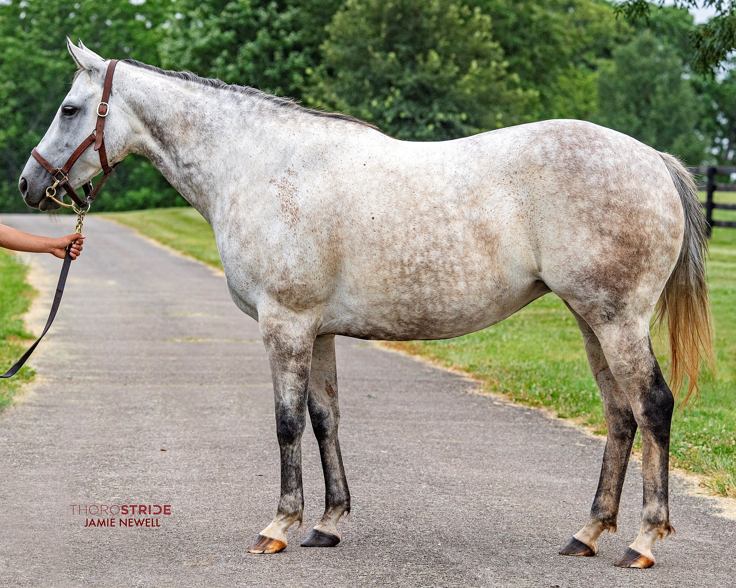 Cloudy Dancer Shines at Flash Sale - Past The Wire