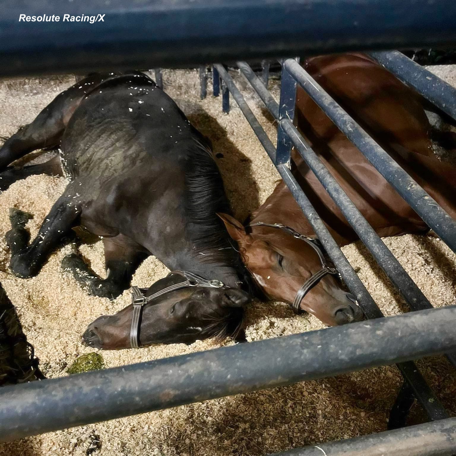 Resolute Care: Global Herd - Past The Wire