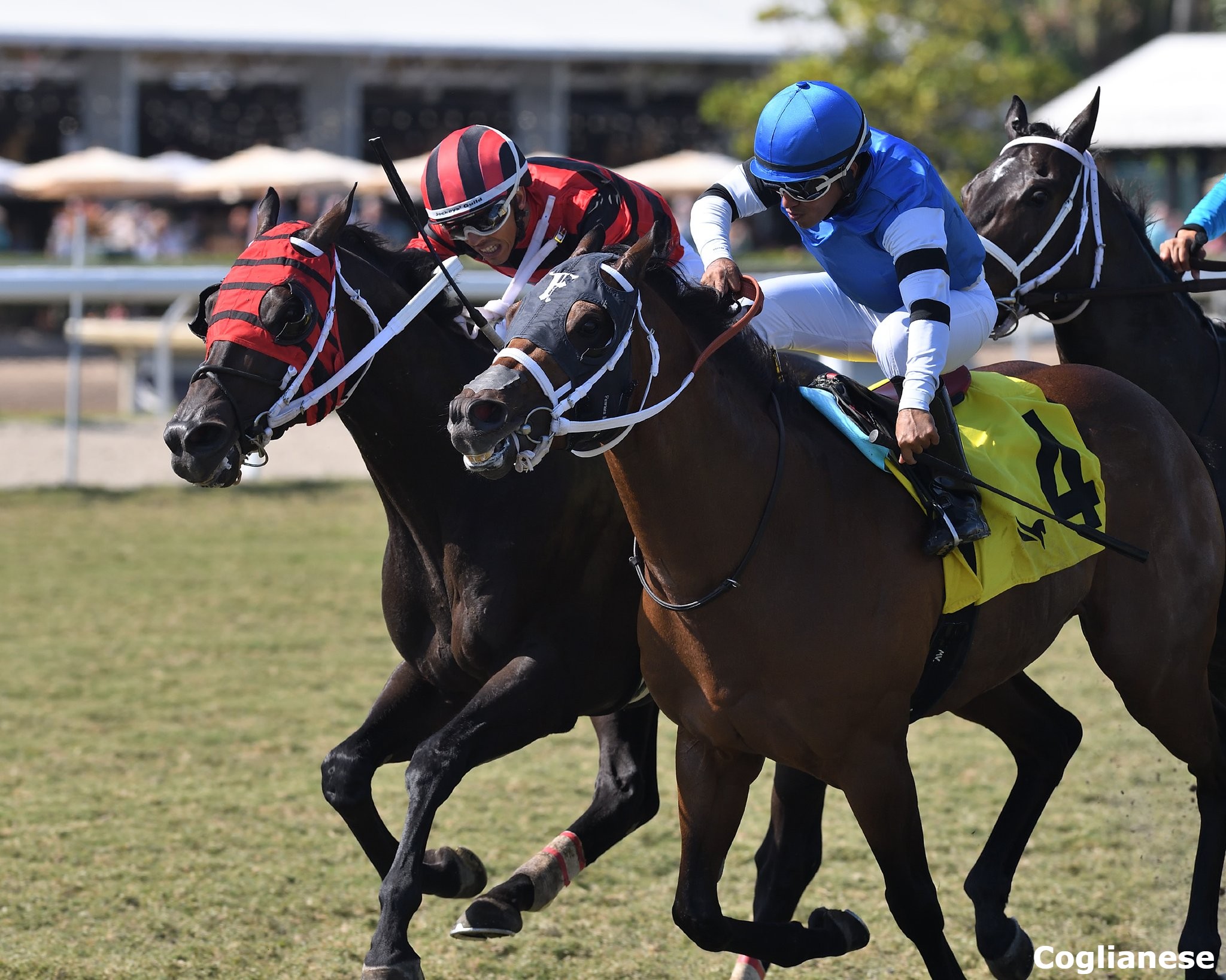 Eamonn Gets Nose Down to Win Silks Run - Past The Wire